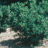 Winterberry Holly - Ilex verticillata – Family Flowers Inc