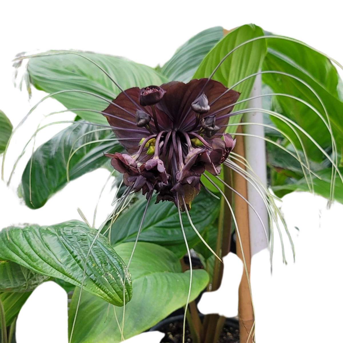 Tacca Bat Flower - Tacca chantrieri – Family Flowers Inc