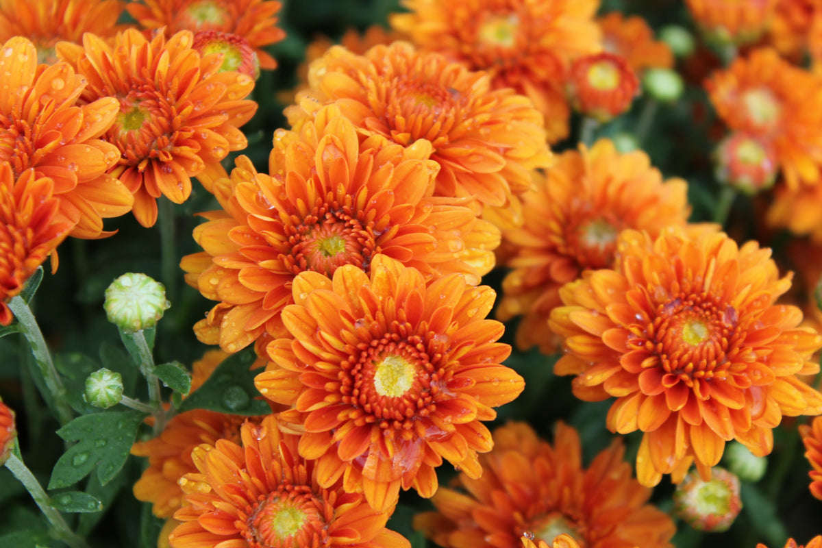 Garden Mum – Family Flowers Inc