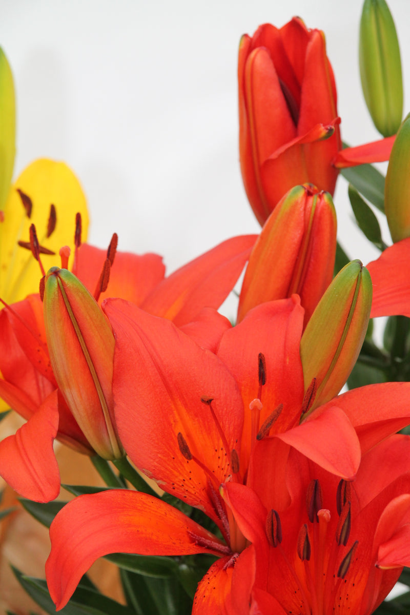 Yellow + Orange Pixie Lilies – Family Flowers Inc