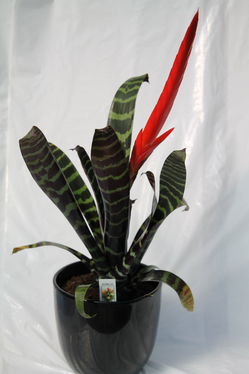 Bromeliad Flaming Sword - Vriesea splendens – Family Flowers Inc