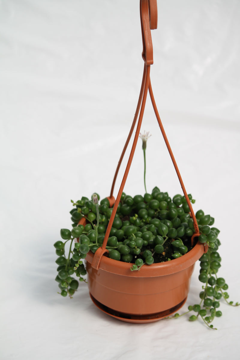 Senecio herreianus 'String of Beads/Pearls/Marbles' – Family Flowers Inc