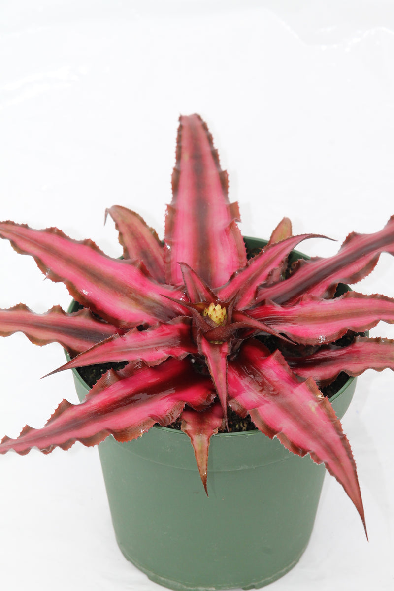 Earth Star - Cryptanthus – Family Flowers Inc