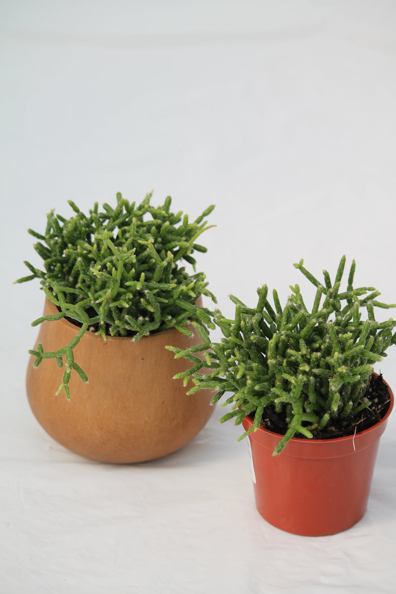 Cactus Dancing Bones Cactus - Rhipsalis hatiora – Family Flowers Inc
