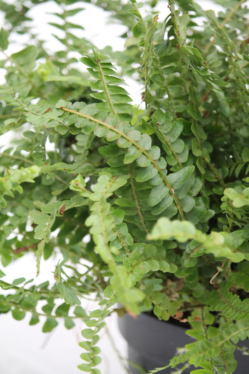 Fern Lemon Button - Nephrolepis cordifolia “Duffii” – Family Flowers Inc