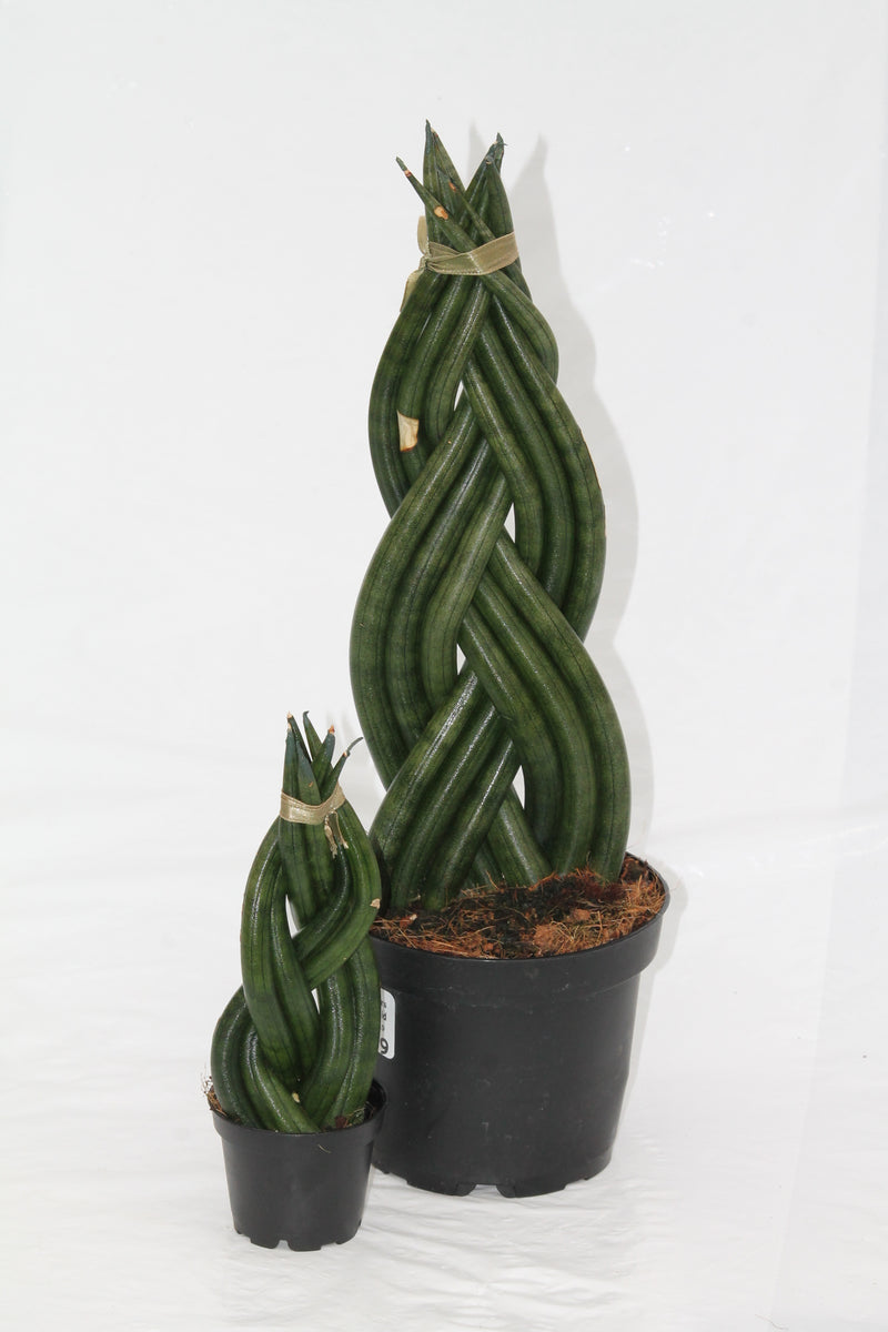 Snake Plant Dragon Fingers - Sansevieria cylindrica – Family Flowers Inc