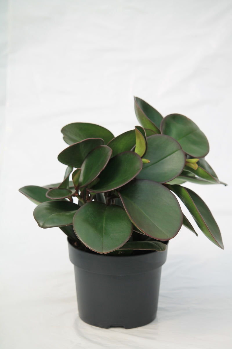 Peperomia Large Leaf - Peperomia obtusifolia – Family Flowers Inc