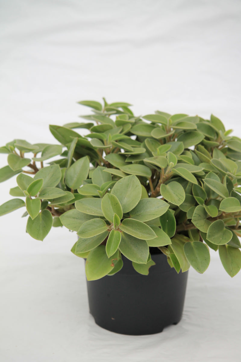 Peperomia Pixie Lime - Peperomia orba – Family Flowers Inc
