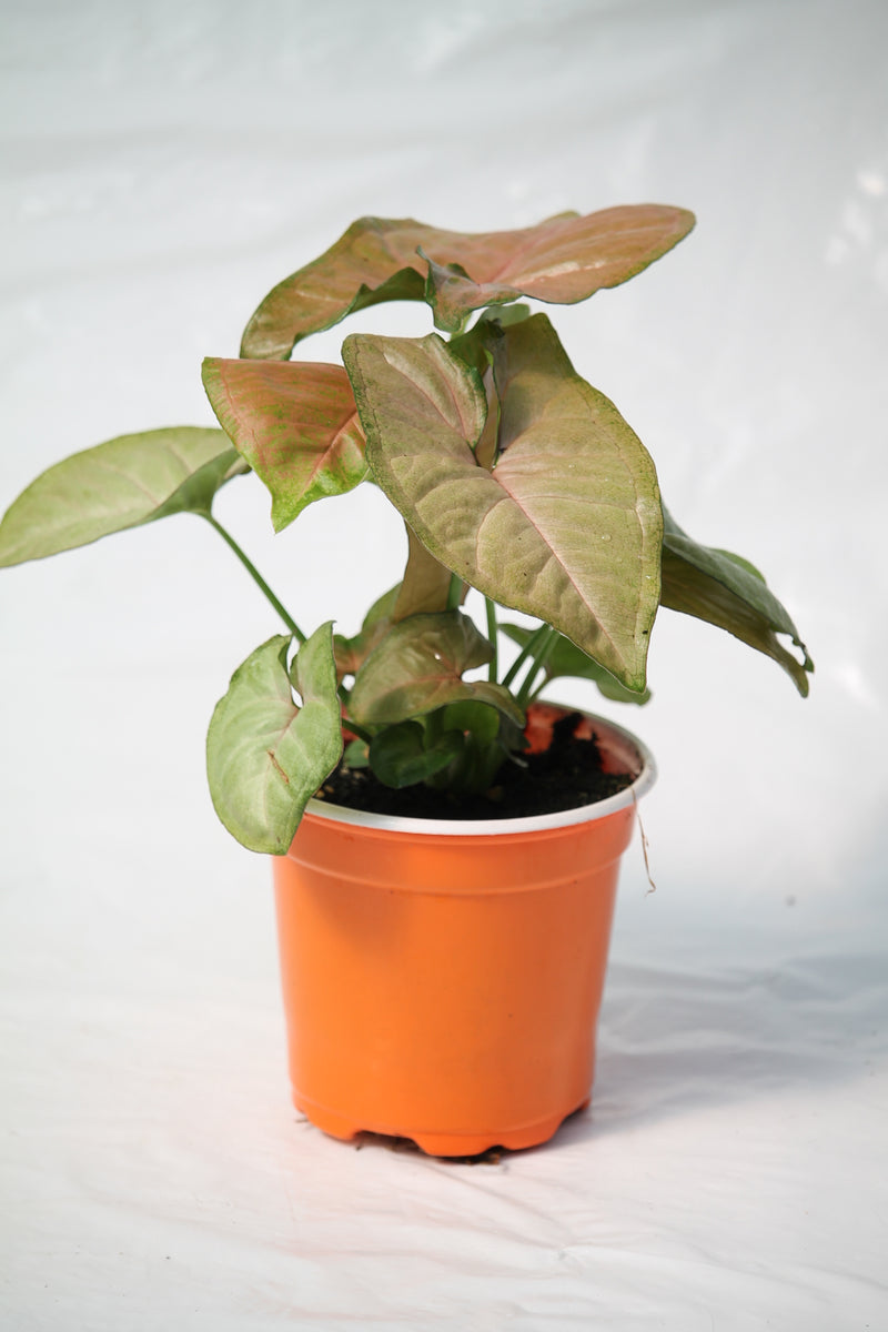 Arrowhead Plant Strawberry Cream - Nephthytis – Family Flowers Inc