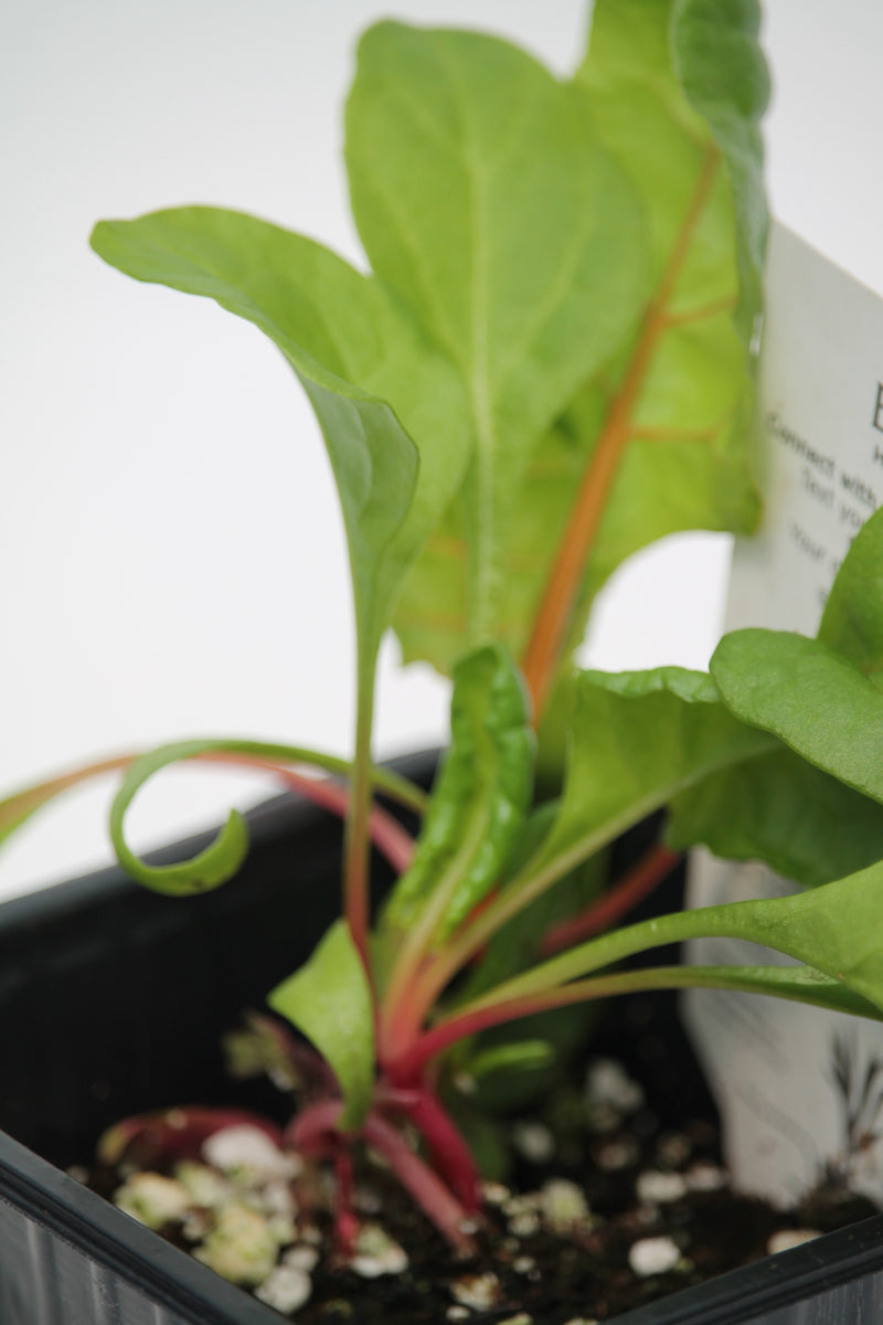 Swiss Chard – Family Flowers Inc