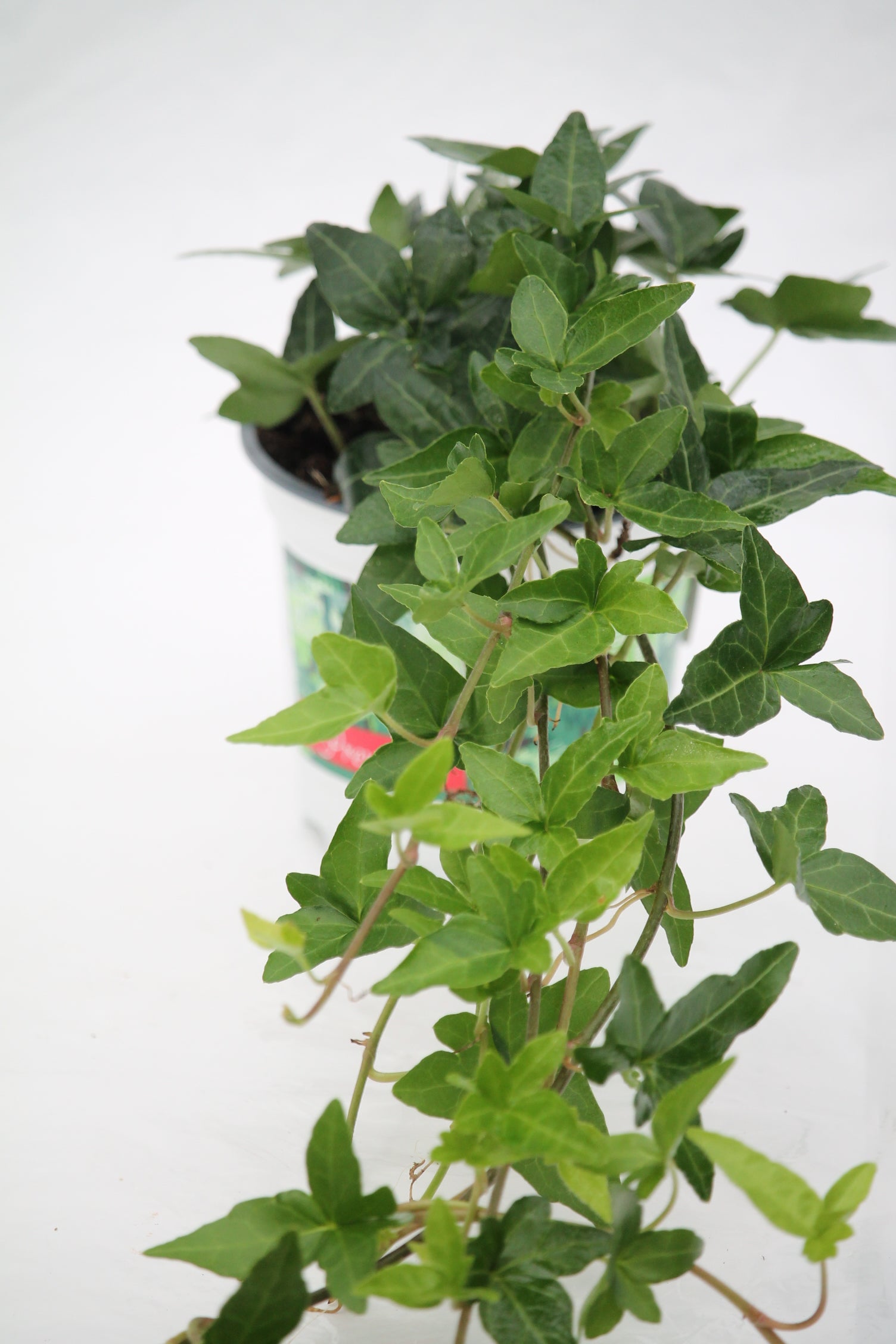 Ivy English Shamrock - Hedera helix 'Shamrock' – Family Flowers Inc