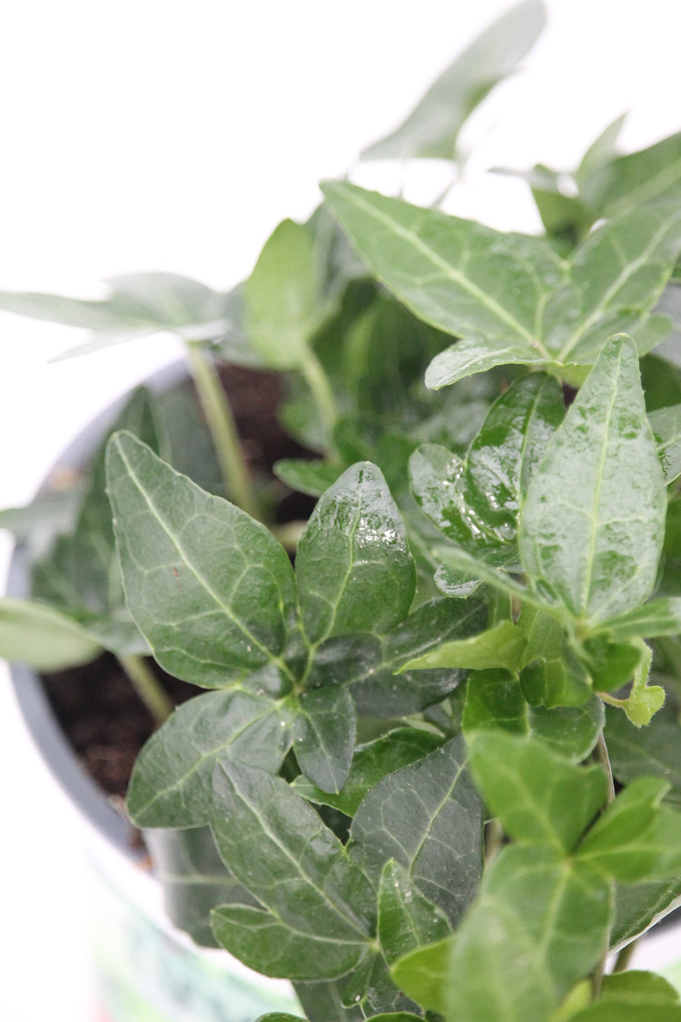 Ivy English Shamrock - Hedera helix 'Shamrock' – Family Flowers Inc