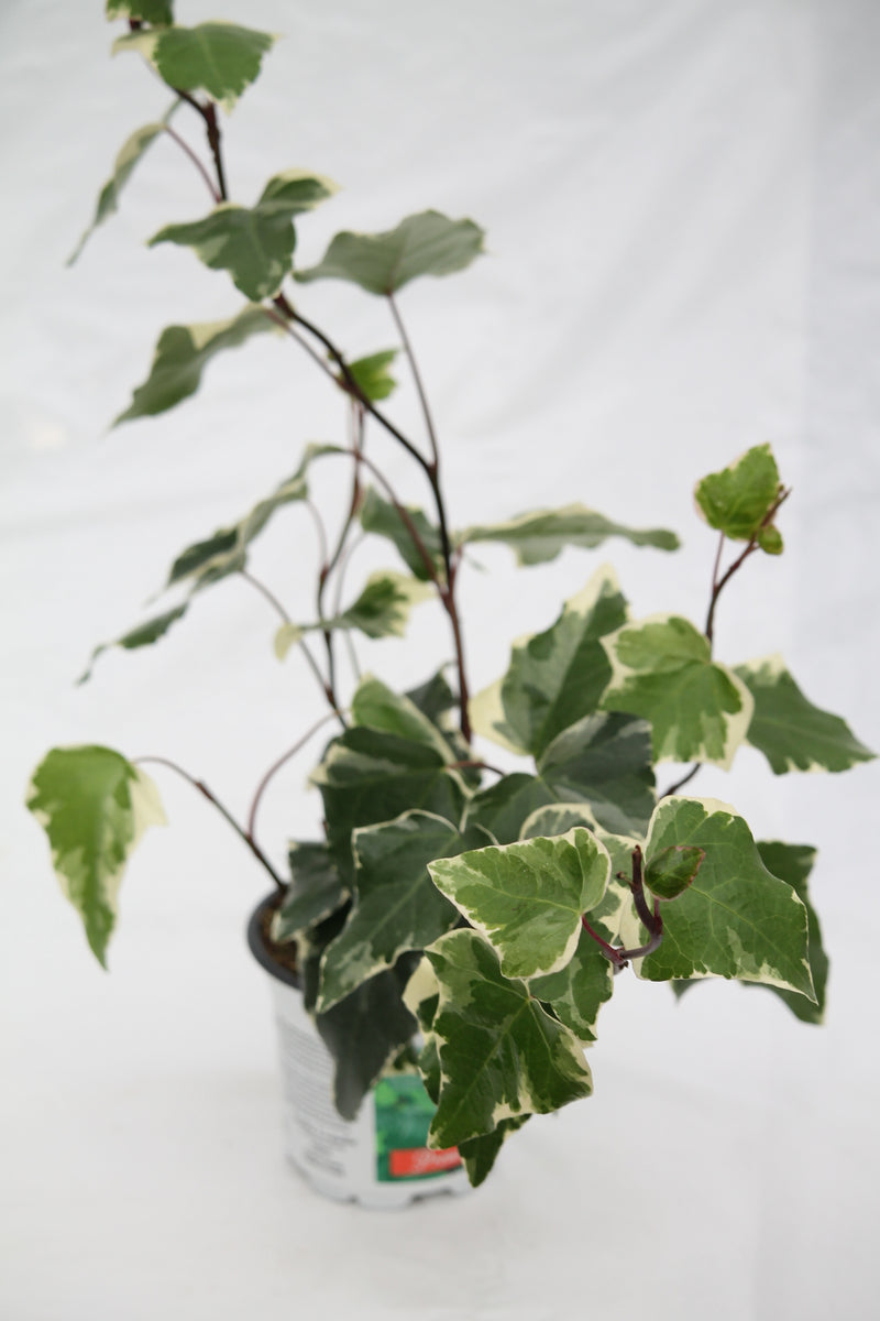 Ivy Marengo - Hedera algeriensis 'Gloire de Marengo' – Family Flowers Inc