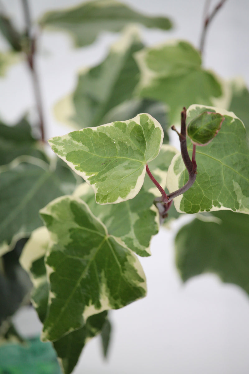 Ivy Marengo - Hedera algeriensis 'Gloire de Marengo' – Family Flowers Inc