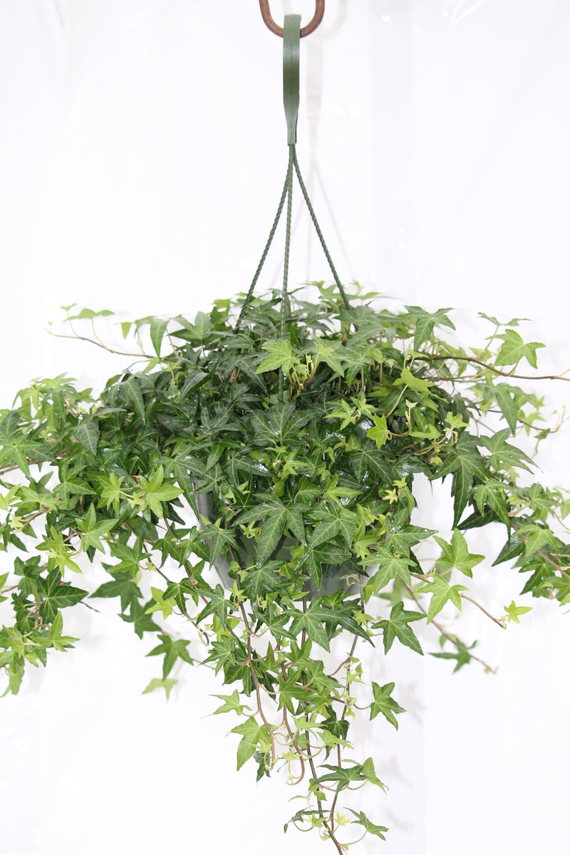 Ivy Needlepoint English - Hedera helix 'Needlepoint' – Family Flowers Inc