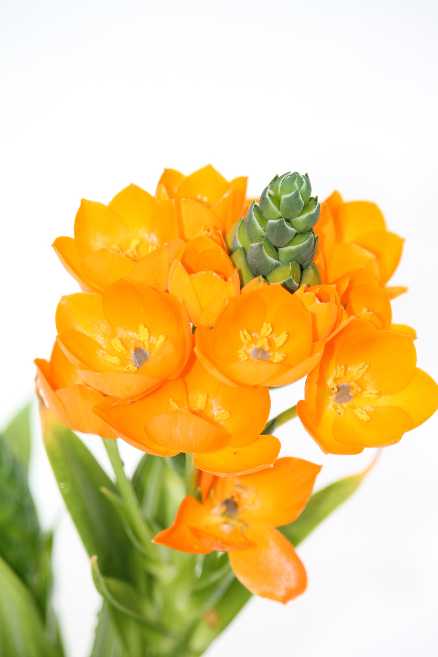 Sun Star Plant Sun Star Ornithogalum Dubium – Family Flowers Inc