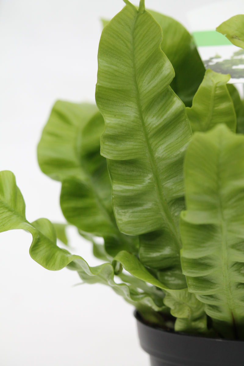 Fern Crispy Wave - Japanese Asplenium nidus – Family Flowers Inc
