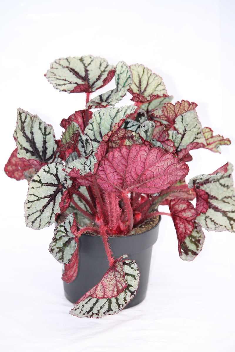 Rex Begonia Tiger Eyes - Begonia rex 'Tiger Eyes' – Family Flowers Inc
