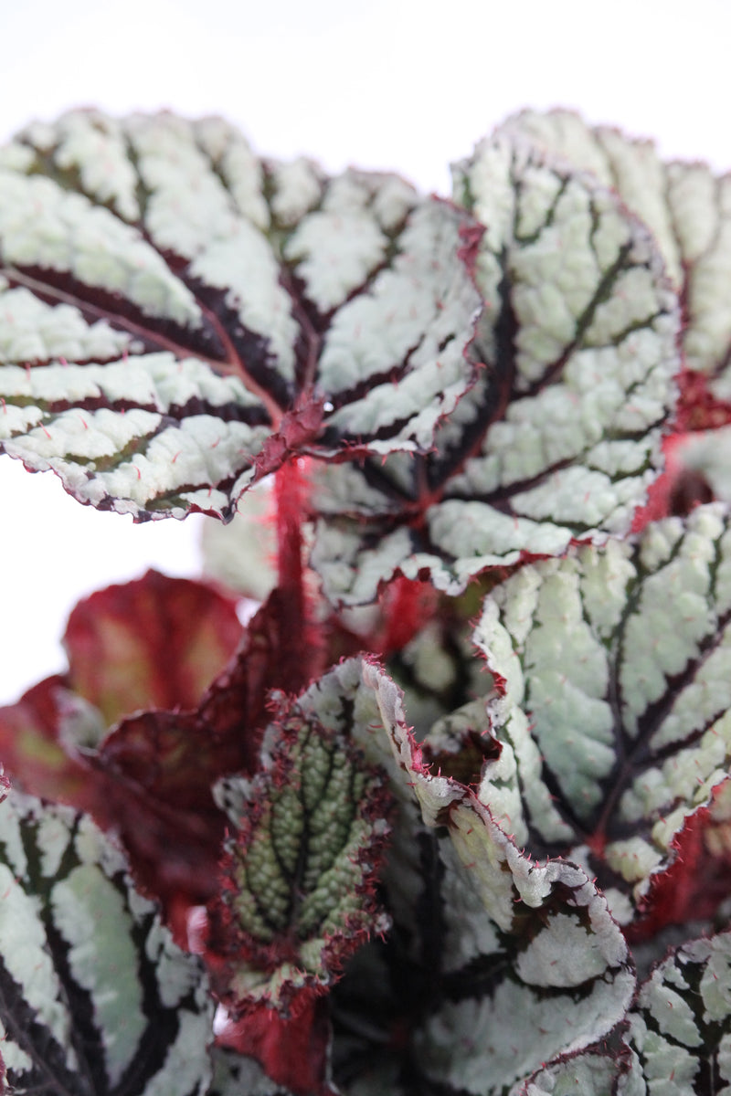 Rex Begonia Tiger Eyes - Begonia rex 'Tiger Eyes' – Family Flowers Inc