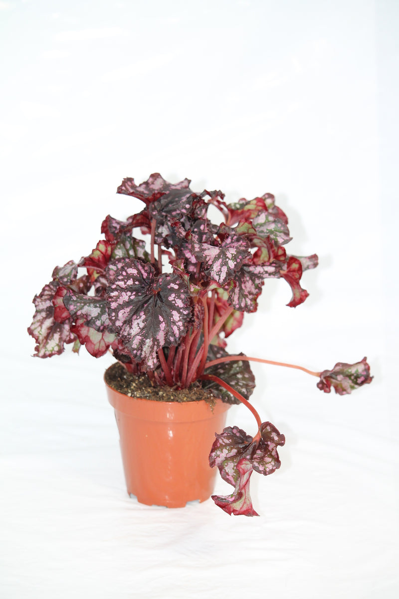 Rex Begonia Vista - Begonia rex 'Vista' – Family Flowers Inc