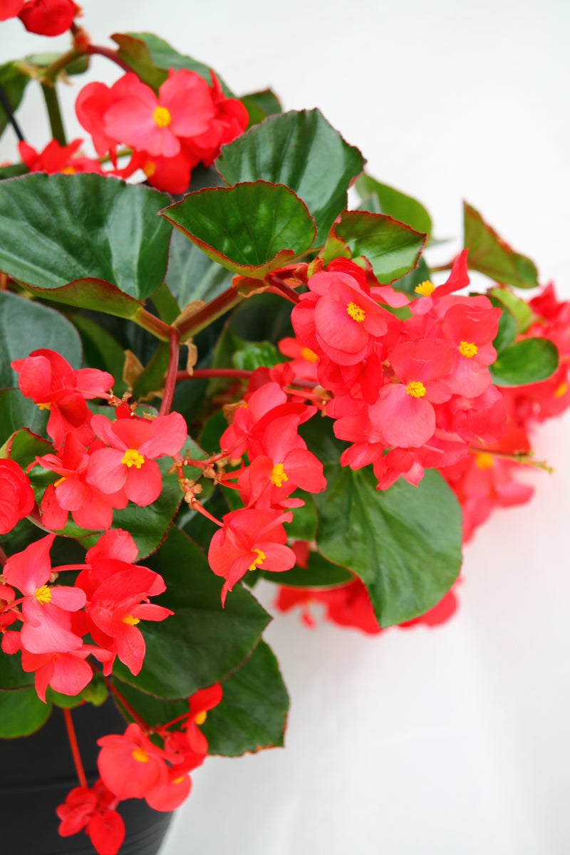 Begonia Dragon Wing Hanging Basket – Family Flowers Inc