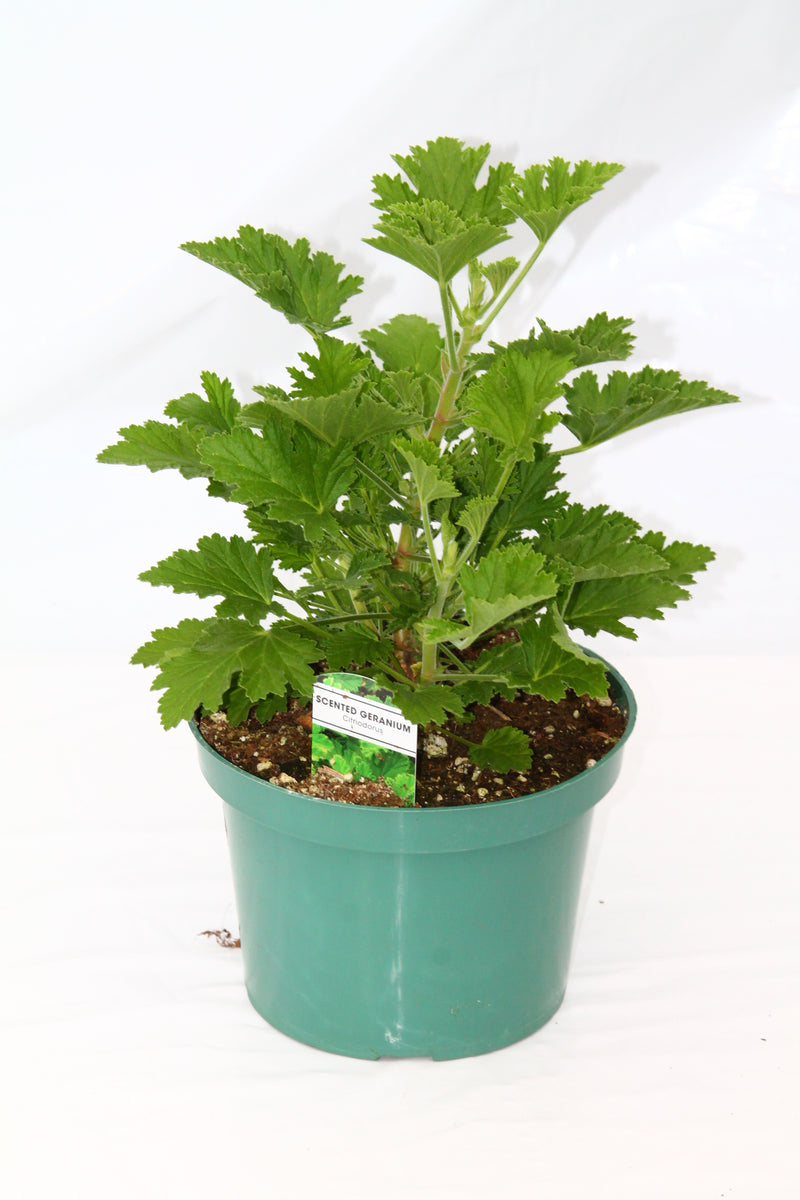 Citronella Fragrant Geranium – Family Flowers Inc