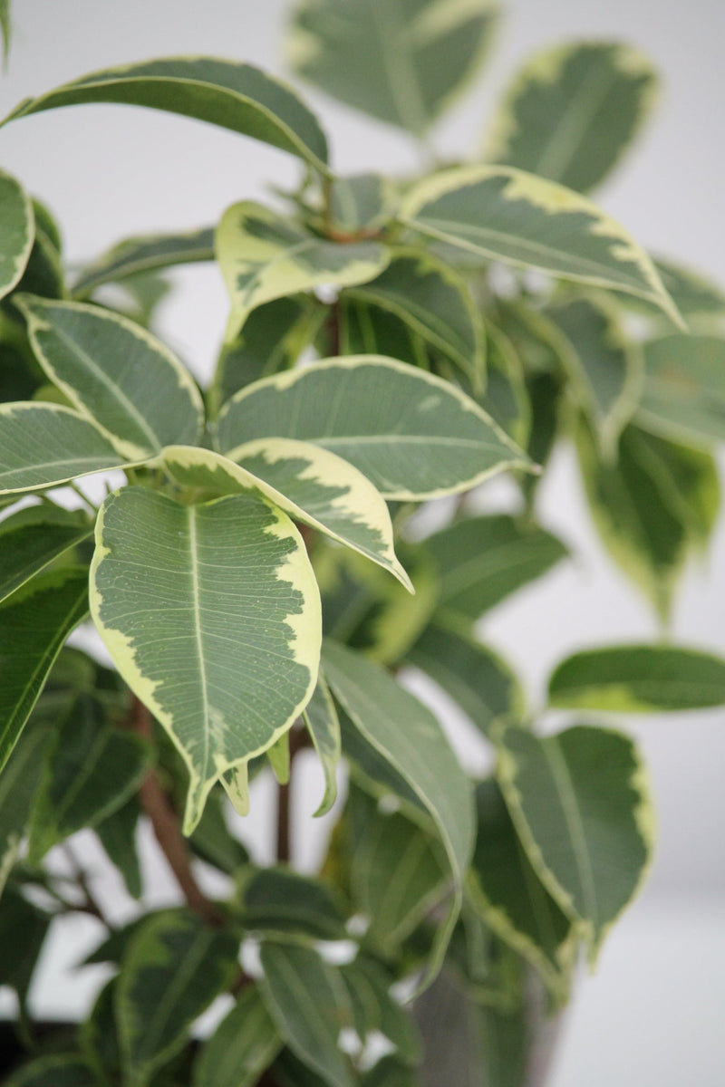 Fig Jacqueline - Ficus benjamina – Family Flowers Inc