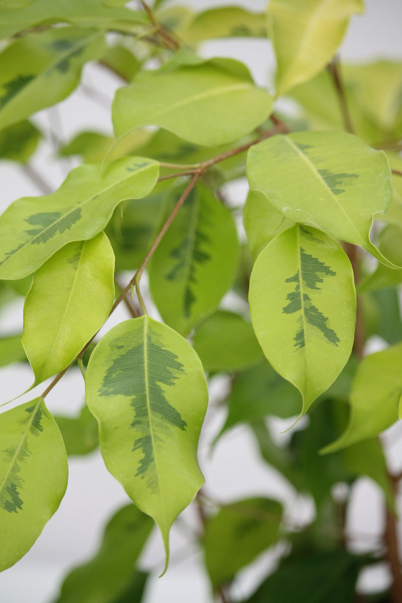 Fig Lime - Ficus benjamina – Family Flowers Inc
