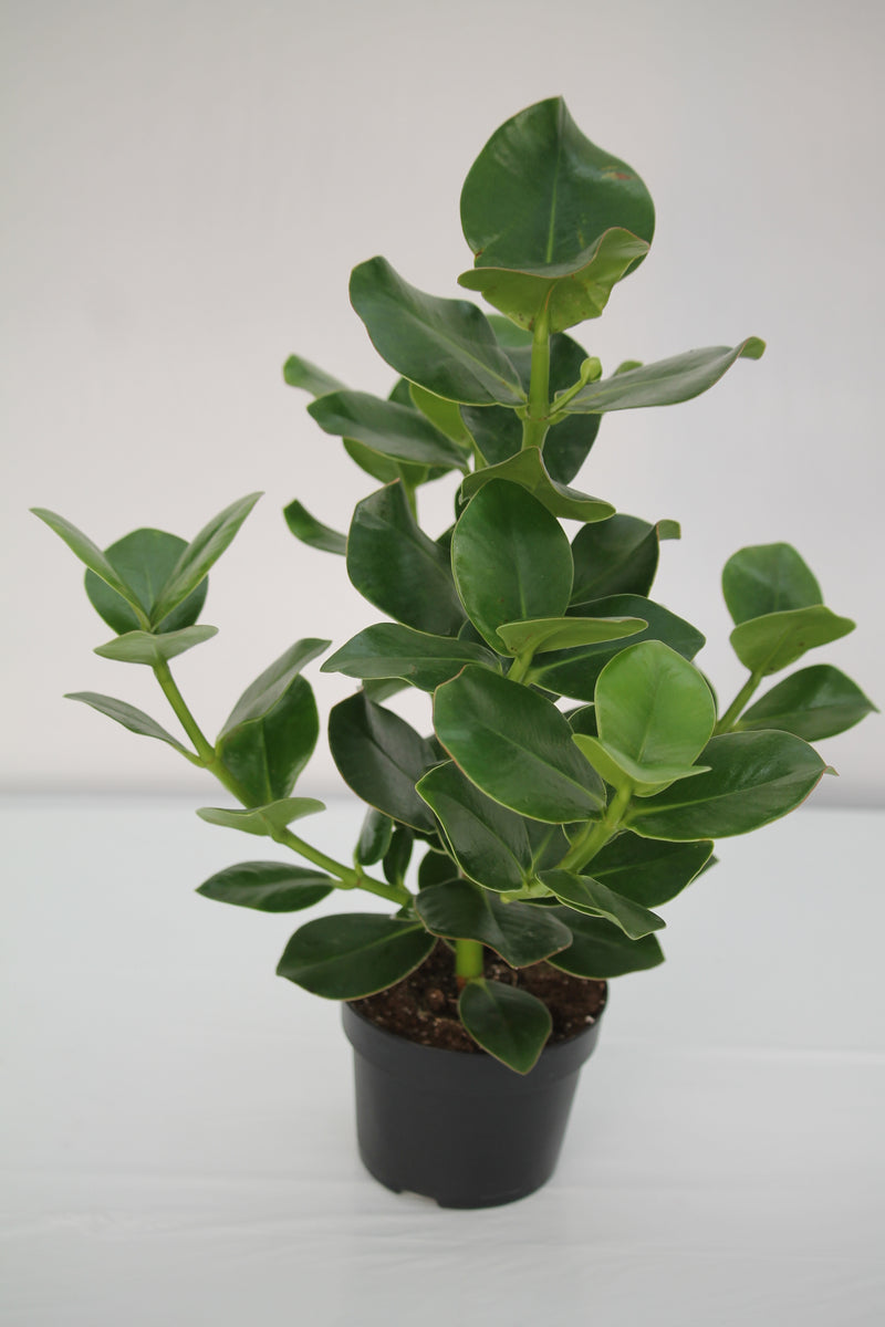 Autograph Plant - Clusia rosea – Family Flowers Inc