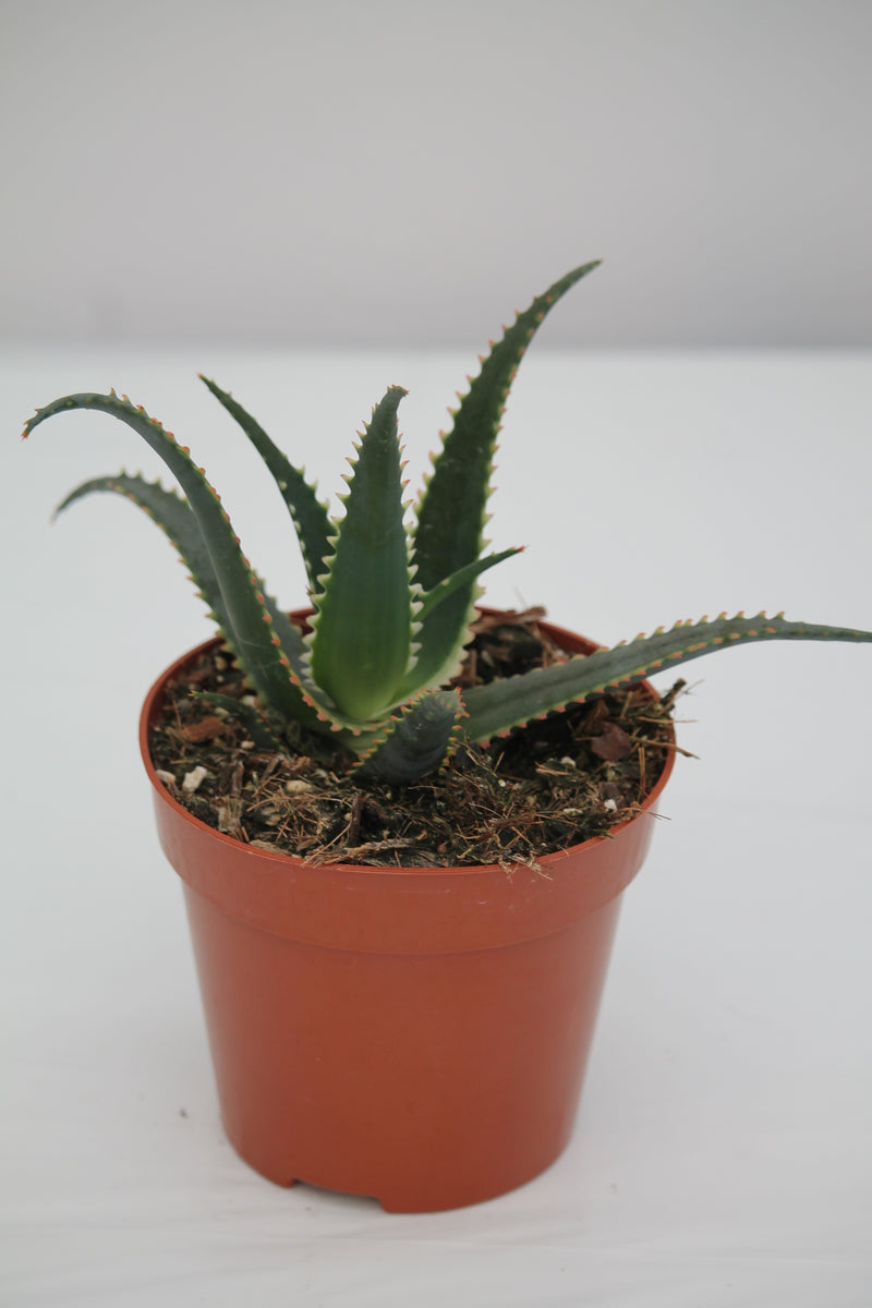 Aloe Pink Dragon - Aloe – Family Flowers Inc