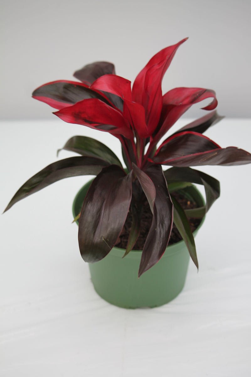 Cordyline Ruby - Cordyline terminalis – Family Flowers Inc
