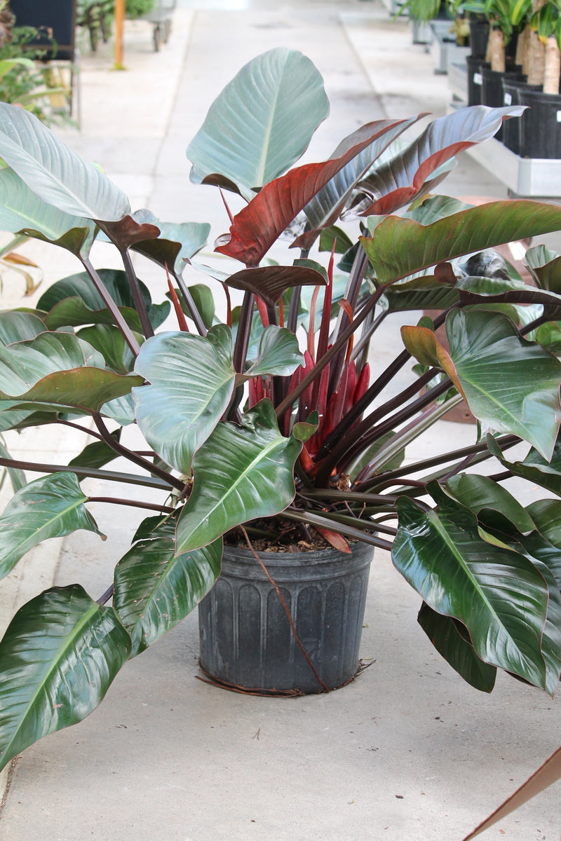 Philodendron Rojo Congo – Family Flowers Inc