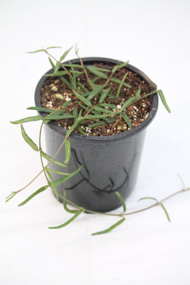 String of Needles - Ceropegia linearis – Family Flowers Inc