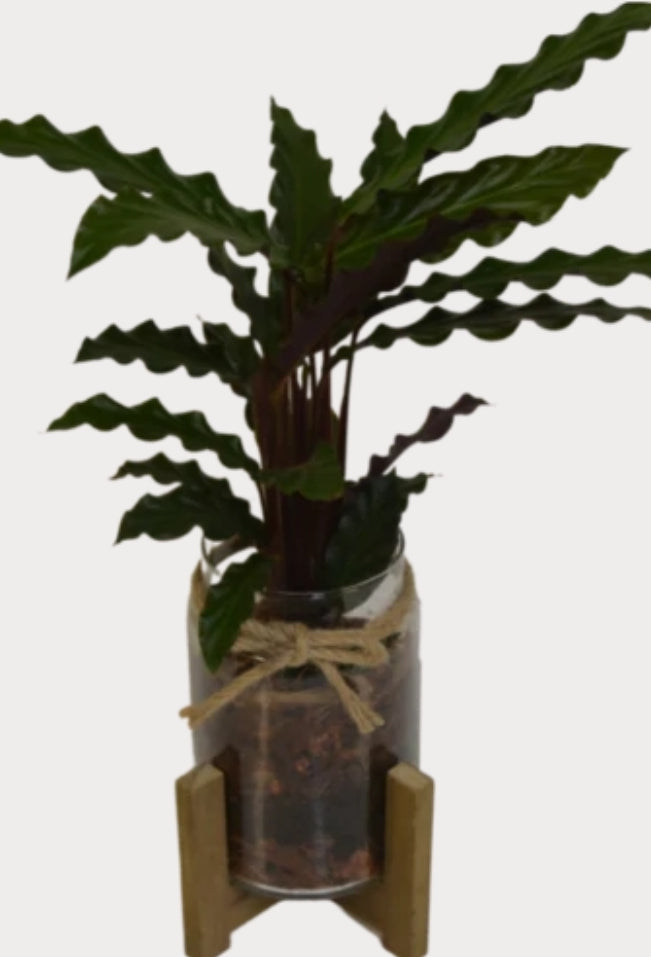 Calathea Ruffles Terrarium – Family Flowers Inc