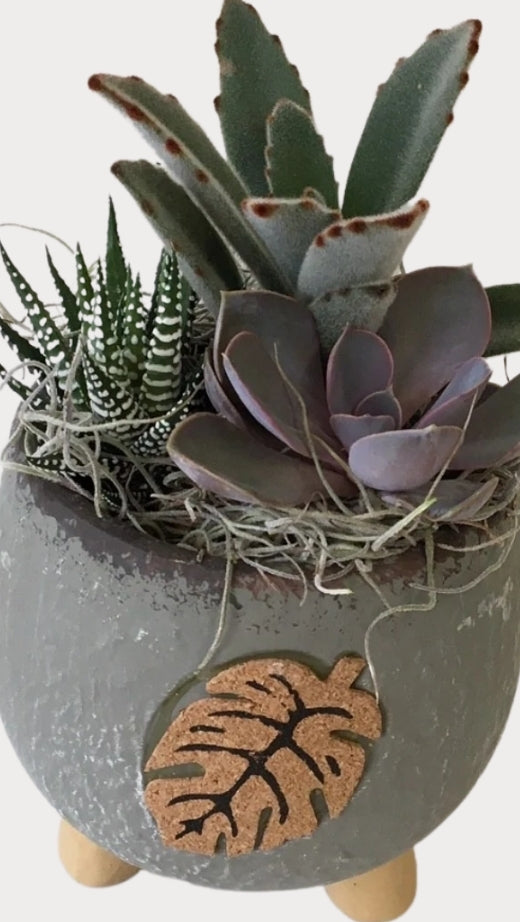 Succulent Tri Leaf Planter – Family Flowers Inc