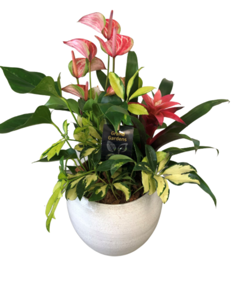 Cresta Planter – Family Flowers Inc