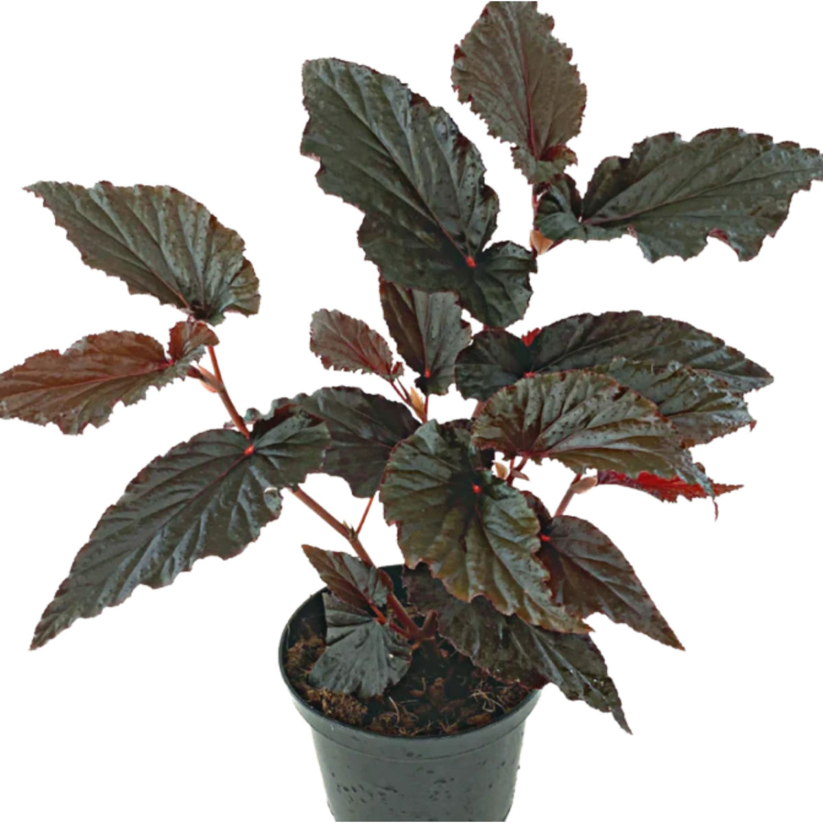 Rex Begonia Magic Colours - Begonia rex assorted – Family Flowers Inc